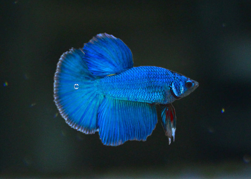 Elegant Full Black Melano Male Halfmoon Betta Imported Betta Fish