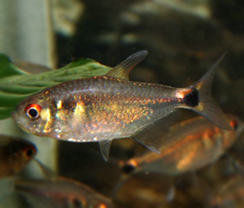 Head & Tail Light Tetra – Coburg Aquarium