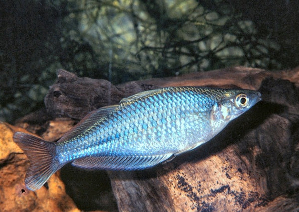 Highland Rainbowfish - C. campsi – Coburg Aquarium
