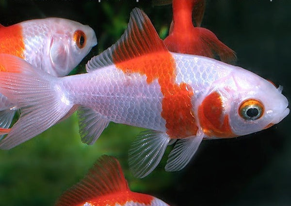 Hoe Kim Goldfish | Freshwater Aquarium Fish |Coburg Aquarium