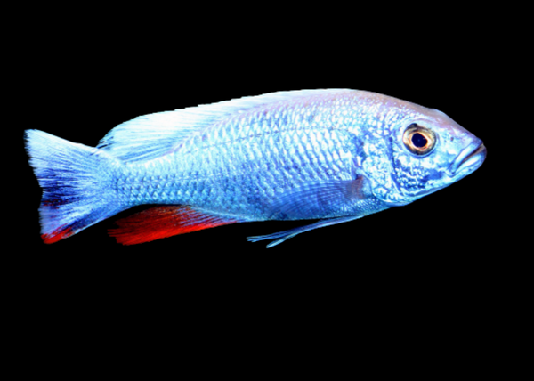 Electric Blue Cichlid Iceberg | Coburg Aquarium|Shop Live Fish