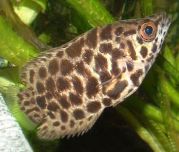 Leopard Bushfish – Coburg Aquarium