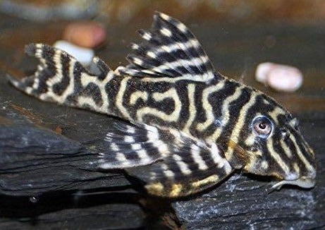 Mega Clown Pleco L340 | Shop Aquarium Fish Online | Coburg Aquarium