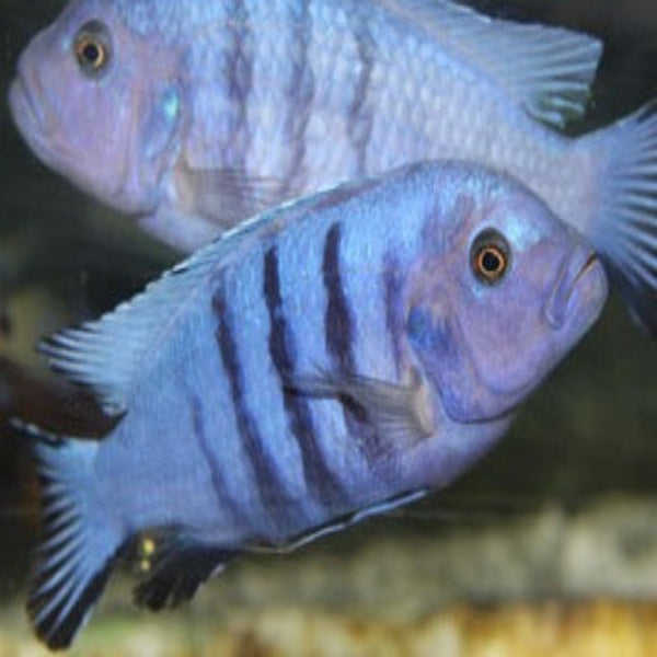 Metriaclima Pulpican – Coburg Aquarium