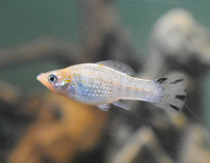 Mini Molly Assorted |Tropcial Fish| Aquarium Fish in Coburg Aquarium