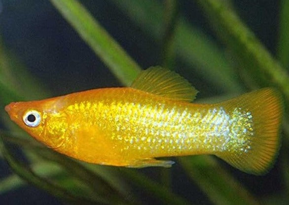 Mini Molly Assorted |Tropcial Fish| Aquarium Fish in Coburg Aquarium