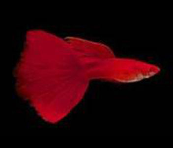 Guppy Red Moscow – Coburg Aquarium