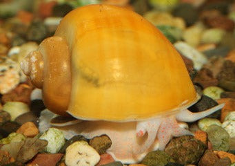 Snail Freshwater - Spiky (Spiny) Marsh – Coburg Aquarium