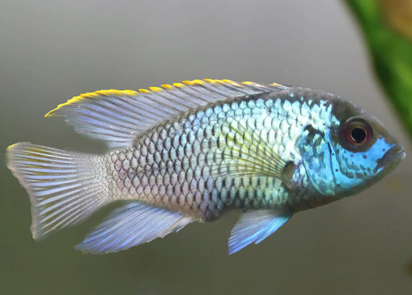 Neon Blue Acara | Freshwater Fish | Aquarium Fish in Coburg Aquarium