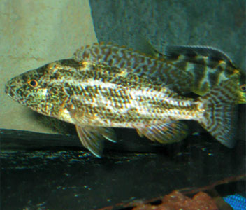 Coburg Aquarium|Shop Live Fish|Nimbochromis Polystigma