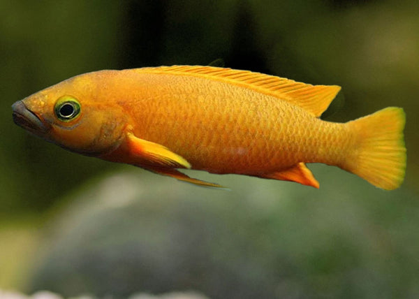 Orange Neolamprologus Leleupi Cichlid| Aquarium fish Coburg Aquarium