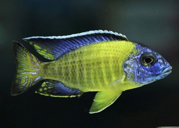 Peacock Cichlid Blue Neon | Freshwater Fish |Coburg Aquarium