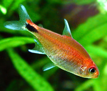 Coburg Aquarium | Red Ruby Tetra