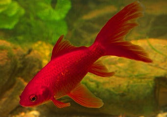 Comet Goldfish Special 5 for $25| Aquarium Fish | Coburg Aquarium
