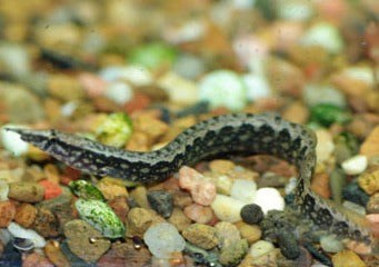 Spiny Eel – Coburg Aquarium
