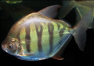 Shop Live Fish | Striped Silver Dollar – Coburg Aquarium