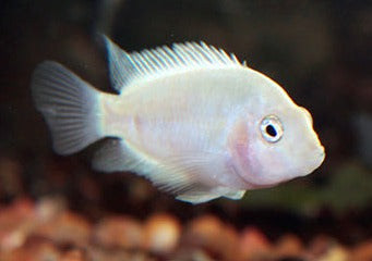 Convict White |Shop Live Fish | Coburg Aquarium Shop